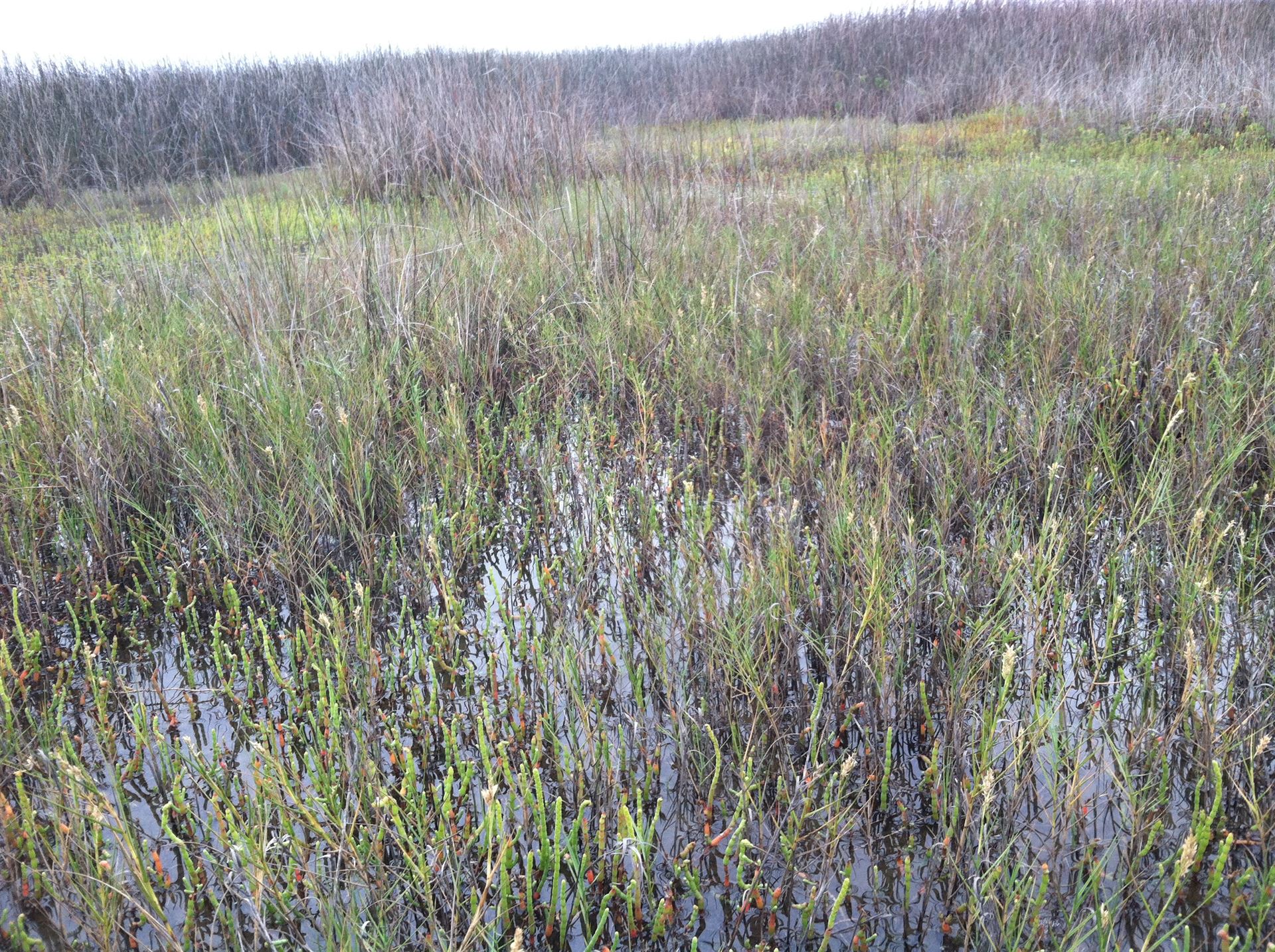 Locations Hub - Guinea Marsh