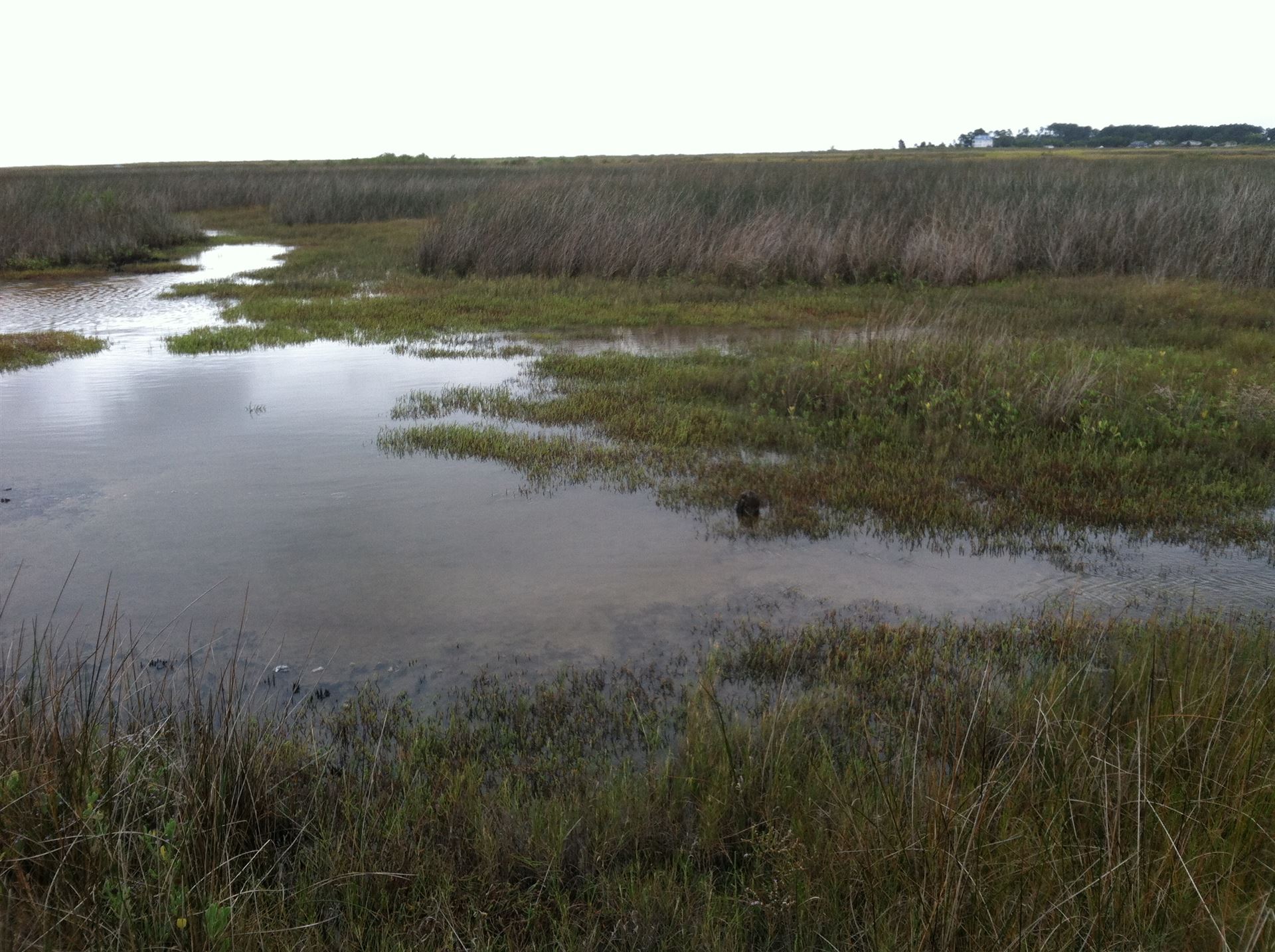 Locations Hub - Guinea Marsh