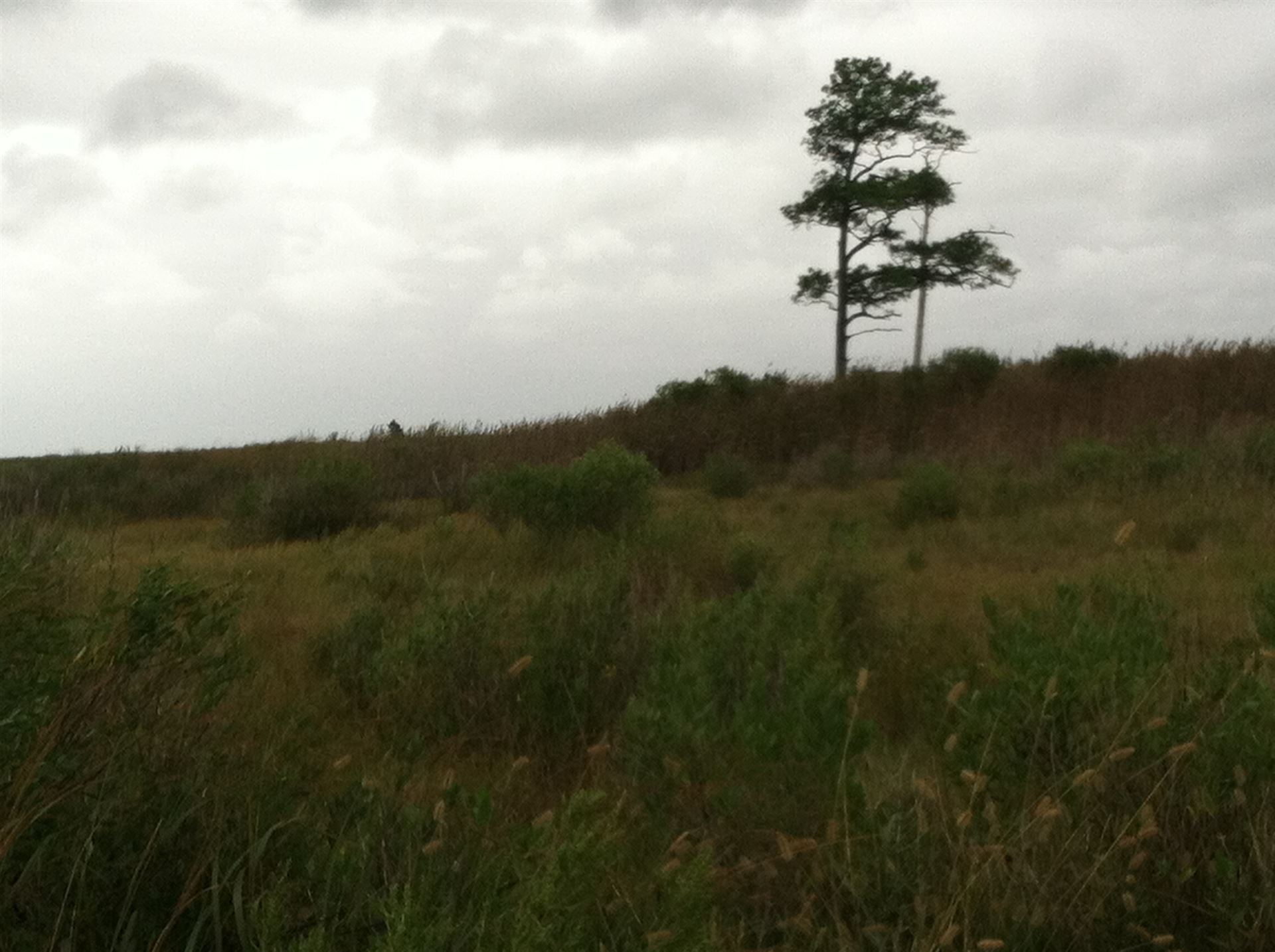 Locations Hub - Guinea Marsh