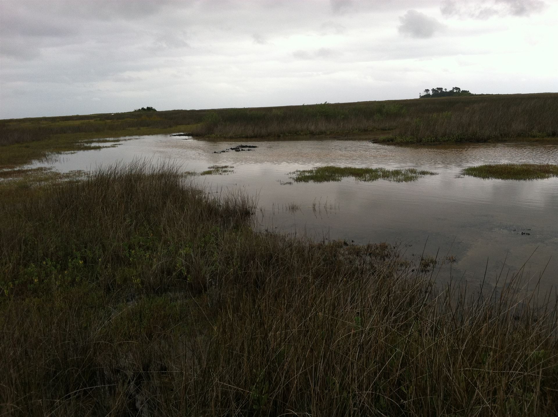 Locations Hub - Guinea Marsh