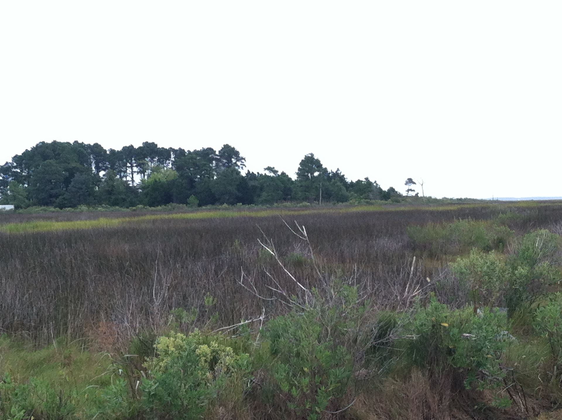 Locations Hub - Guinea Marsh