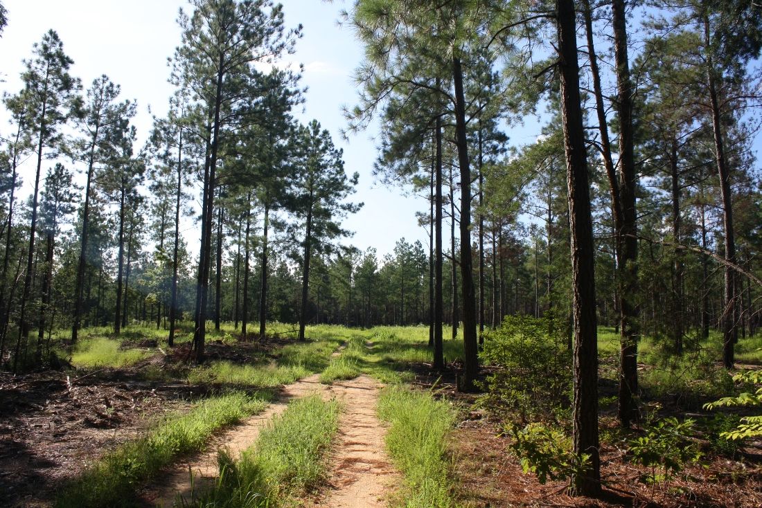 Locations Hub - Blandfield Plantation