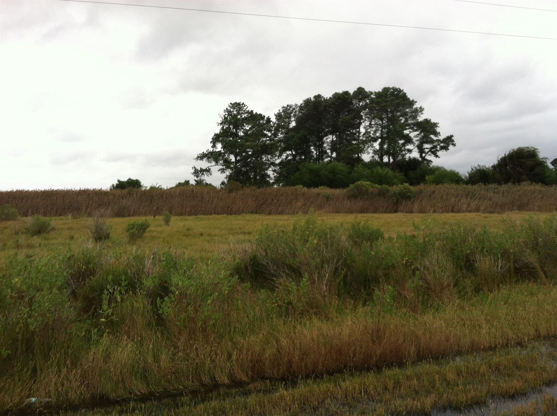 Locations Hub - Guinea Marsh