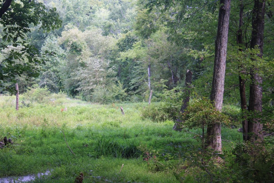 Locations Hub - Blandfield Plantation