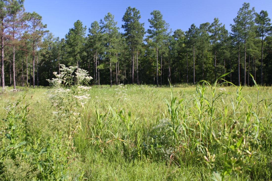 Locations Hub - Blandfield Plantation