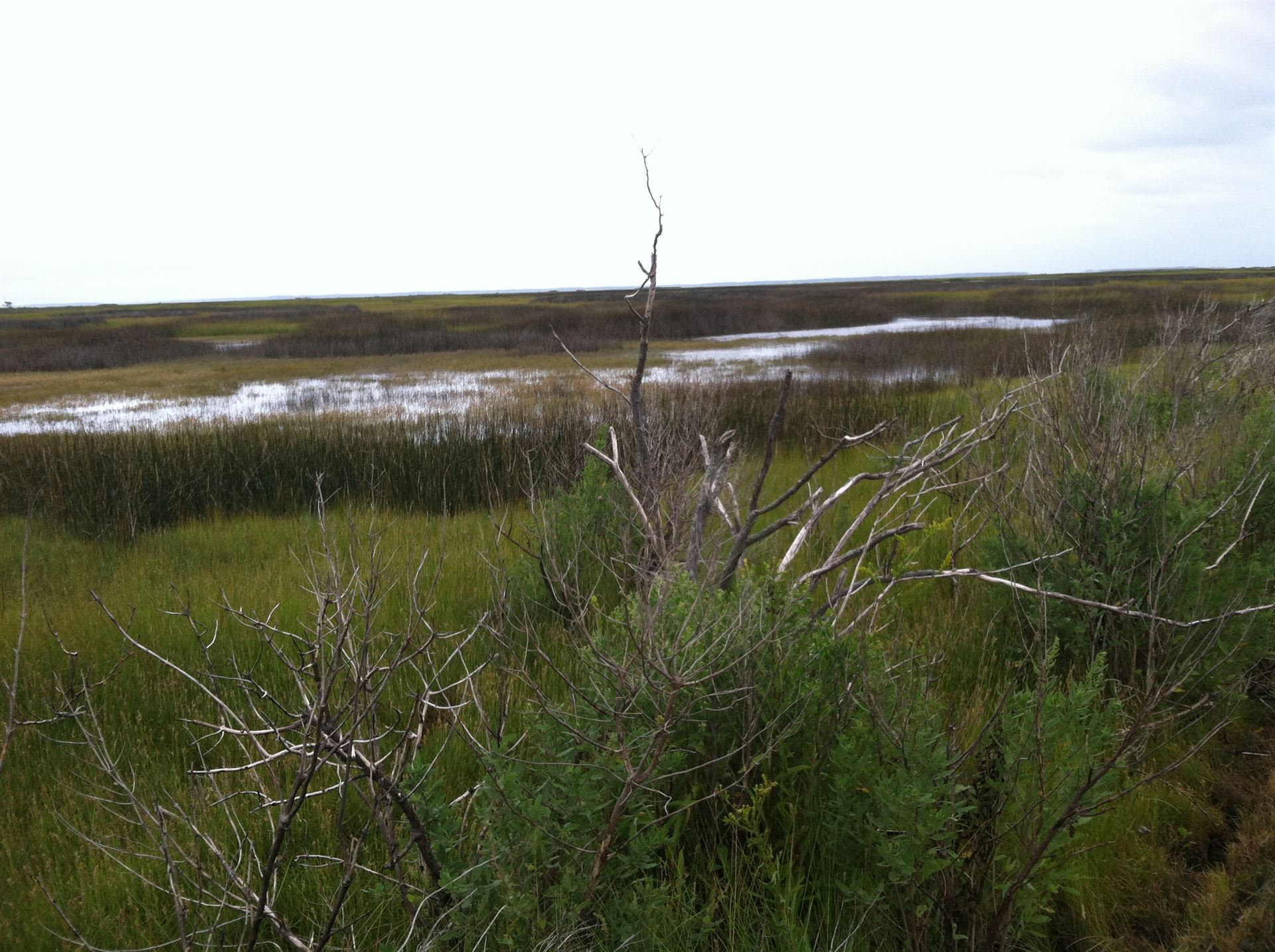 Locations Hub - Guinea Marsh